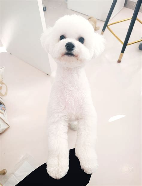 비숑프리제 코코 강아지 책임분양 ♥분양완료 강아지무료분양 고양이무료분양 유기견입양 아이조아요양보호소