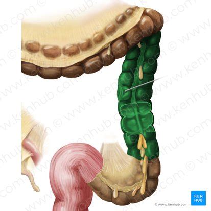 Descending Colon Anatomy And Function Kenhub