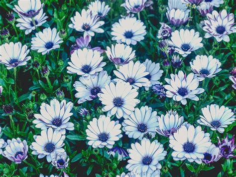 무료 이미지 꽃 무늬의 녹색 화려한 플로라 공원 자연스러운 지독한 담홍색 잔디 꽃잎 아름다움 들 신선한 배경 원예 아름다운 식물학 예쁜