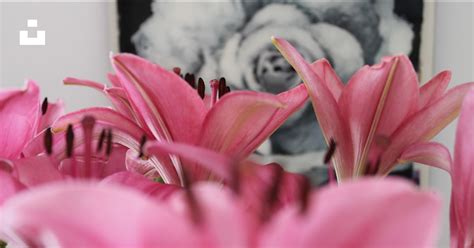 분홍색 꽃의 그림 사진 Unsplash의 무료 보고타 이미지