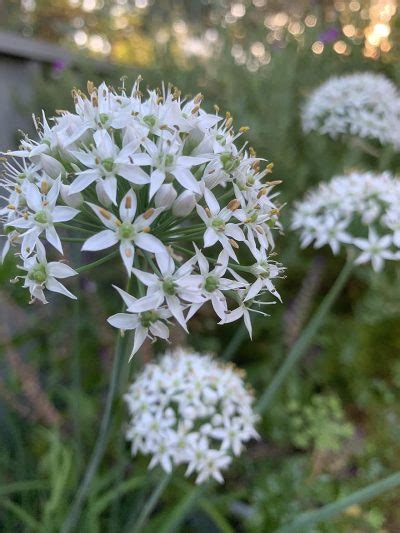 Chinese Chives The Backyard Larder