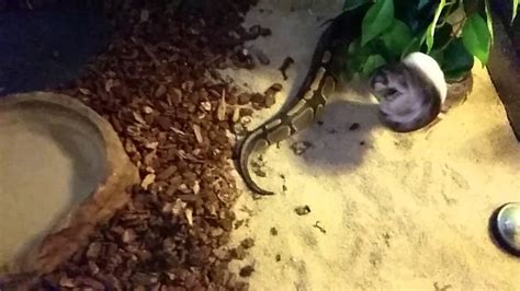 Attaque Dun Python Royale Au Ralentit Youtube