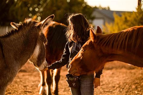 Understanding Classical Conditioning In Horses The Horse