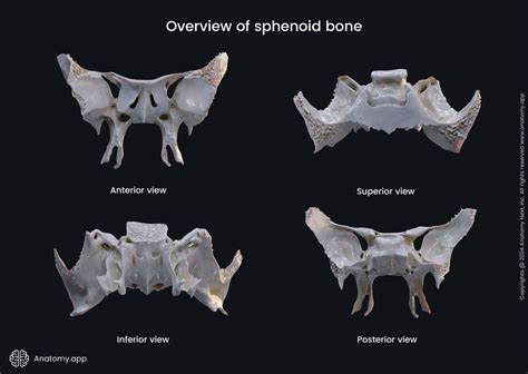Overview Of Sphenoid Anatomy App