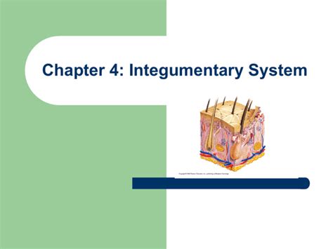 Integumentary System Skin Structure And Function Presentation