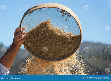 Farmer Sifts Grains During Harvesting Time To Remove Chaff Stock Image