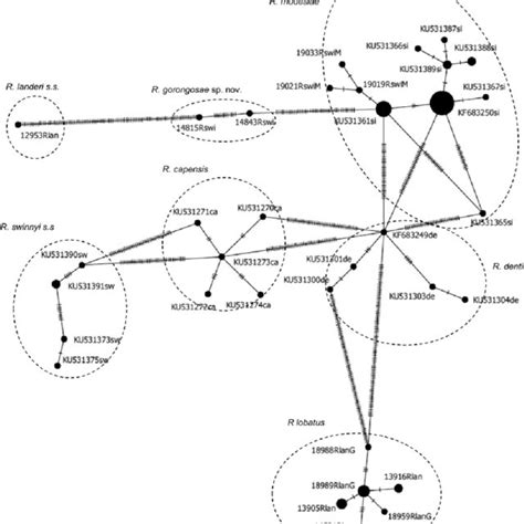 Haplotype Network Using Minimum Spanning Inference Method Based On 667 Download Scientific