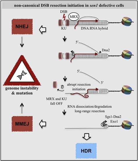 A Model For Dsb Resection Initiation In The Context Of Dna Rna Hybrids