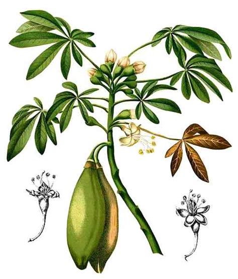 Buboi Ceiba Pentandra Linn White Silk Cotton Tree Ji Bei