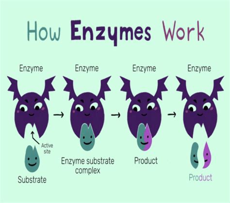 Anatomy Chapter 2 Flashcards Quizlet