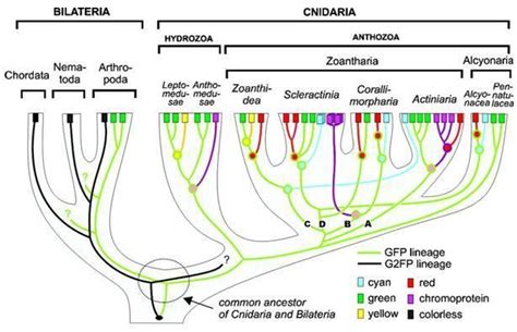 Chromoprotein Alchetron The Free Social Encyclopedia