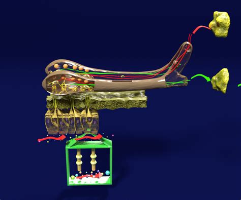 Artstation Olfactory System Smell Odour Detail Labelled 3d Model