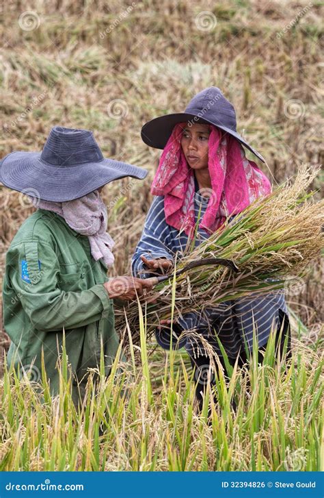 Donne Che Lavorano Nelle Risaie Dellindonesia Fotografia Editoriale