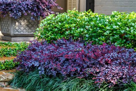 12 Evergreen Shrubs That Keep The Garden Looking Its Best Even In