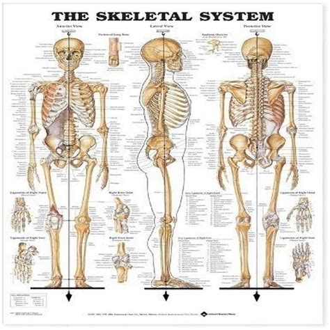 The Skeletal System Anatomical Chart Buy Online At Best Price In Ksa