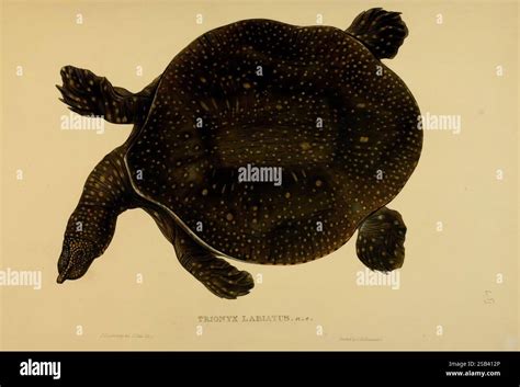 Tortoises Terrapins And Turtles London Paris And Frankfurt H Sotheran J Baer And Co 1872