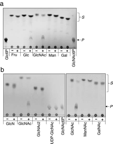 Tlc Analyses Of Sugar Substrate Specificity Of Ylr446wp The Substrate
