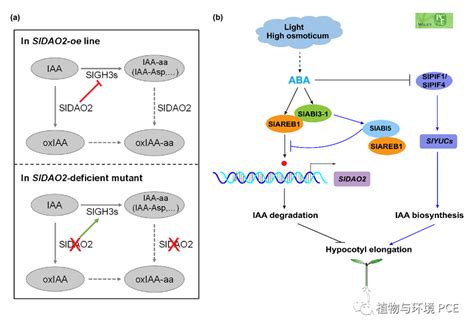 中国农业科学院蔬菜花卉研究所董春娟 尚庆茂课题组合作揭示aba调控番茄下胚轴伸长的分子机制 植物