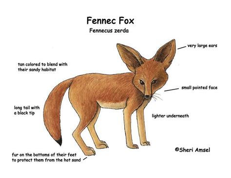 Fennec Fox Environmental Adaptations