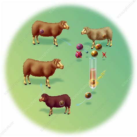 Genetics Cloning Stock Image C Science Photo Library