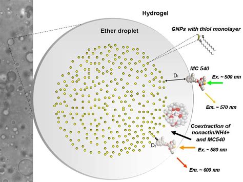 51 Proposed Sensing Scheme For The Plasmon Enhanced Ammonium Sensor Download Scientific