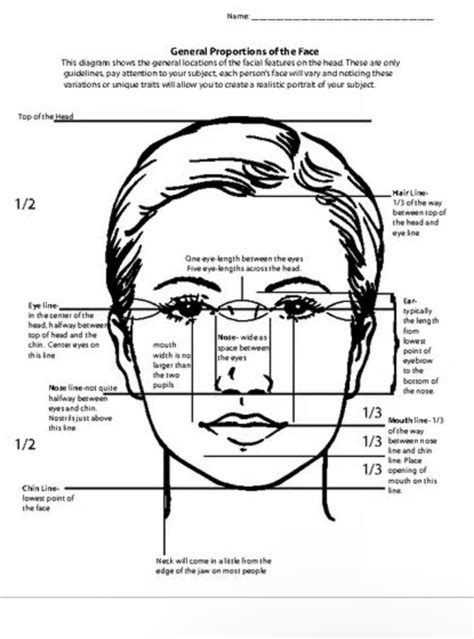 Face Value Worksheet Facial Diagram Facial Proportions Worksheet