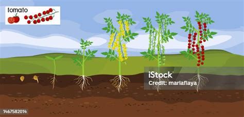 토마토 식물의 수명주기가있는 풍경 파종에서 개화 및 결실 식물까지 성장 단계 잘 익은 붉은 체리 토마토와 뿌리 시스템이 지하에