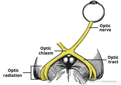 Optic Nerve Anatomy