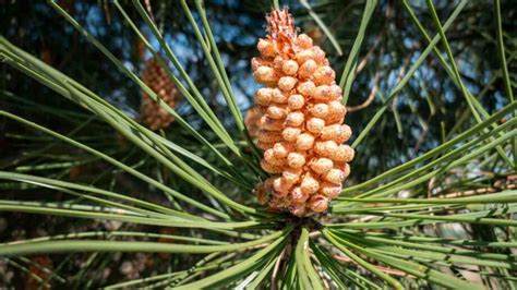 The Fascinating World Of Pine Cones Natures Little Wonders