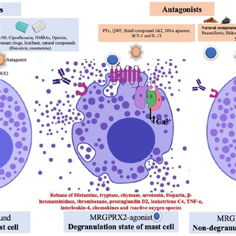 Pdf Unlocking The Non‐ige‐mediated Pseudo‐allergic Reaction Puzzle With Mas‐related G‐protein