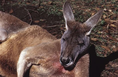 Red Kangaroo Diagram