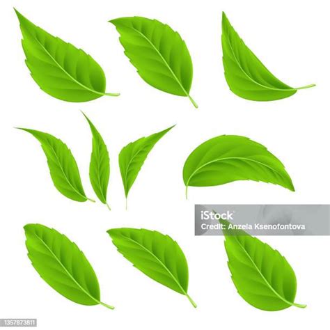 흰색 배경에 격리된 사실적인 녹색 잎입니다 상세한 3d 다른 녹색 잎의 컬렉션 3차원 형태에 대한 스톡 벡터 아트 및 기타 이미지 3차원 형태 바질 잎 Istock