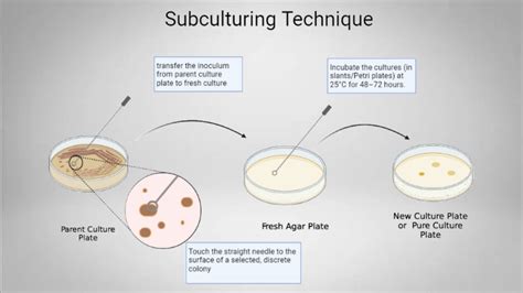 Pour Plate Method Principle Procedure Objective Result Advantages Biology Notes Online