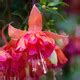 Buy Fuchsia Marbeller Orange King Plants | J Parker's