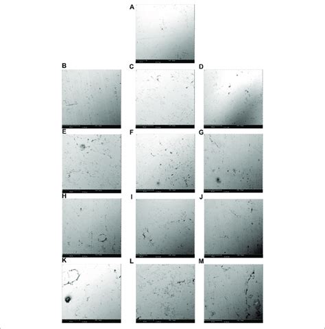 Scanning Electron Microscopy Sem Micrographs Of Corrosion Observed Download Scientific