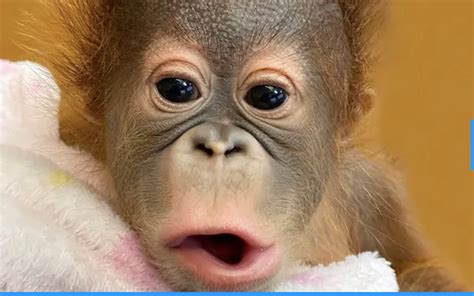 New Companies Hackerrank Challenge By Binnybunny Medium