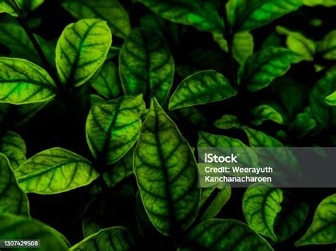 어두운 배경과 노란색 꽃 프레임과 녹색 잎 질감 녹색 배경 어두운 테마 녹색 잎 질감에 아름다운 추상 녹색 꽃 0명에 대한 스톡 사진 및 기타 이미지 Istock