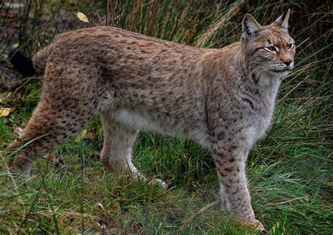Lynx Wild Cat Species Habitat And Key Facts