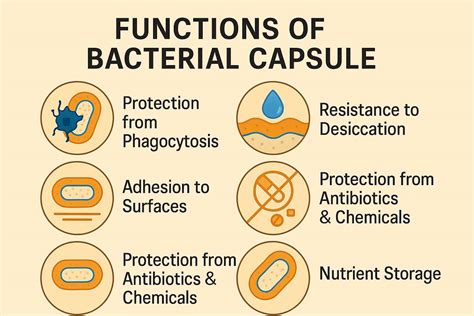 Bacterial Capsule Structure Function And Examples Of