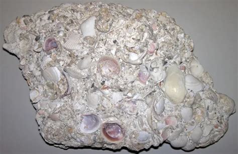 Fossiliferous Limestone What Is It Properties Formation Geology In