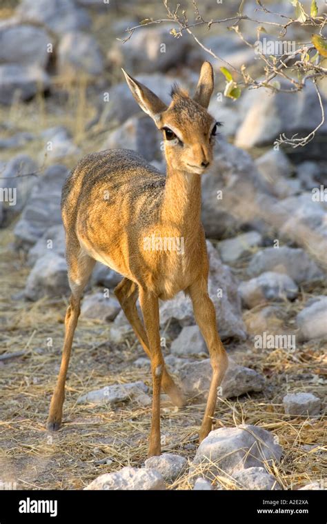 Namibia Africa Kirks Dik Dik Madoqua Kirki In Namutoni Resort