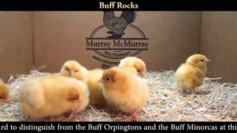 Sexing Barred Rock Chicks
