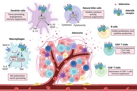 Frontiers The Resurgence Of The Adora2b Receptor As An