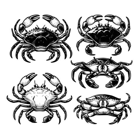 Set Of Crab Illustration Hand Drawn Black And White Crabs Illustration
