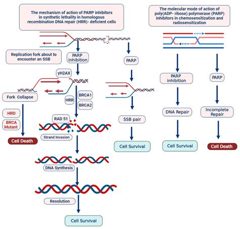 The Mechanism Of PARP Inhibitors Is Synthetic Lethality In Homologous Download Scientific