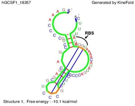 the mrna secondary structure analysis of csf3 1 a and csf3 2 b