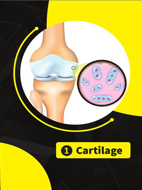 Histo Cartilage Pdf Cartilage Extracellular Matrix