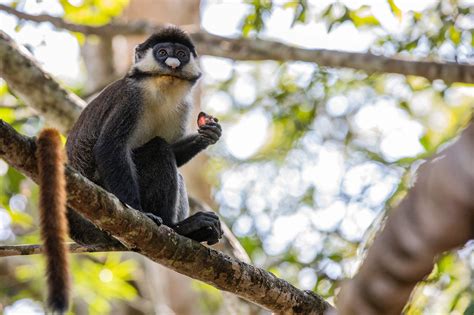 Cameroon Launches The Legal Hub” A Digital Platform For Wildlife Law