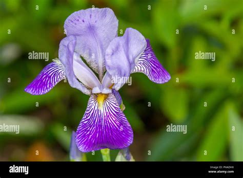 Lili Hi Res Stock Photography And Images Alamy
