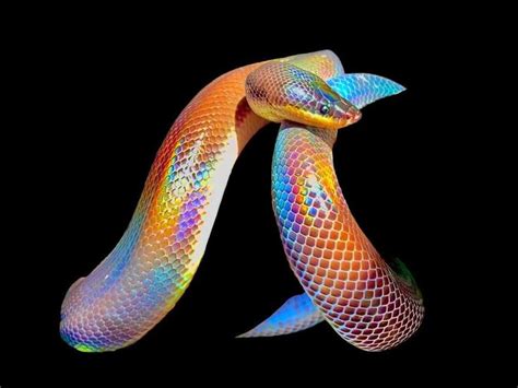 Mexican Burrowing Python Photo By Tara Biron